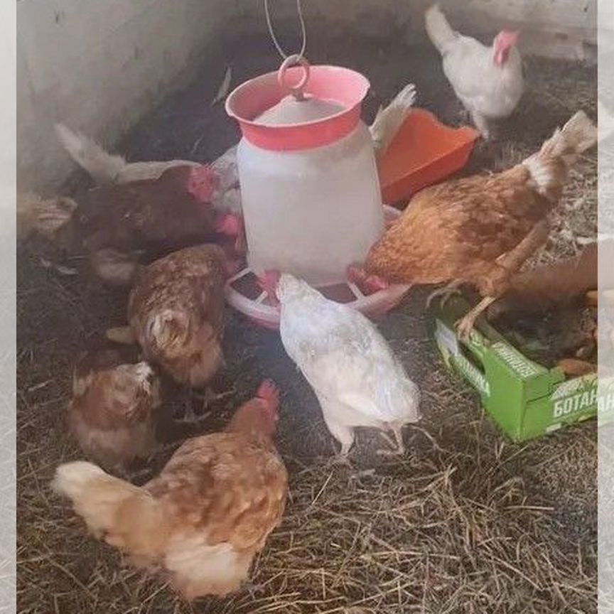 Куры несушки 1,5 года