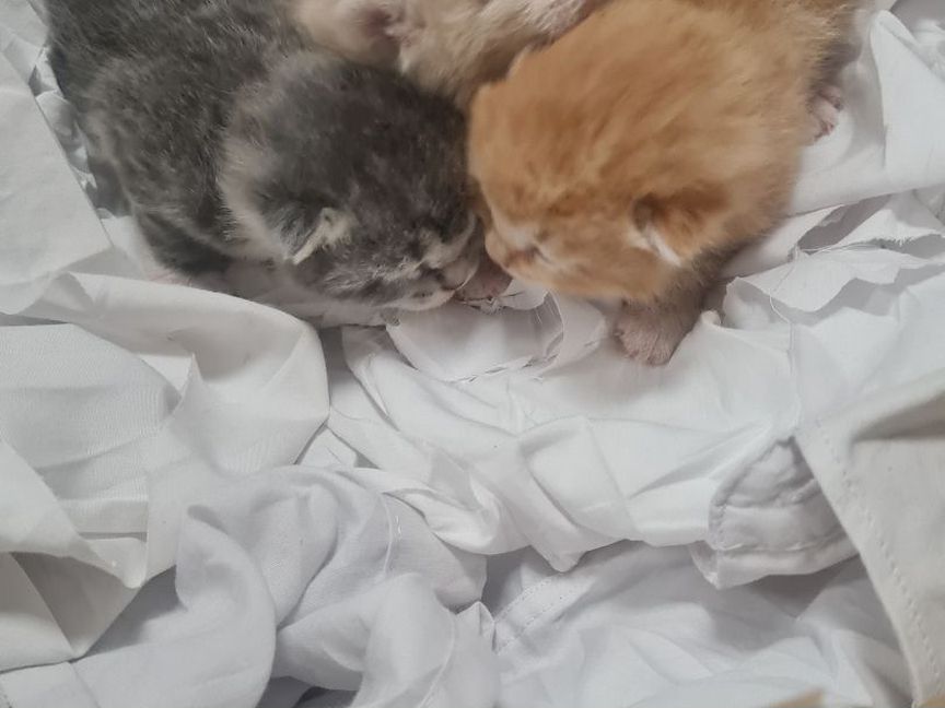 Котята в добрые руки бесплатно