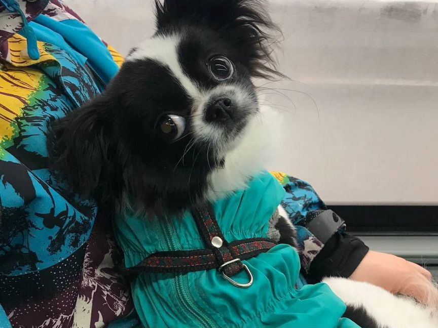 Чихуахуа мини вязка кобель