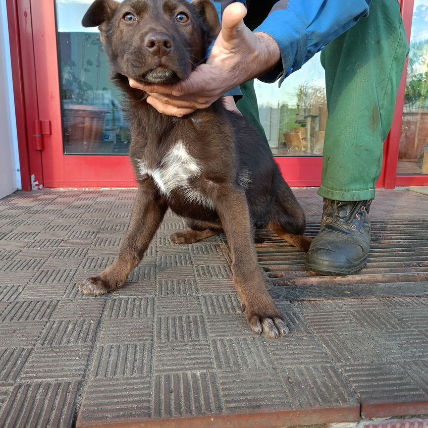 Щенок в добрые руки бесплатно