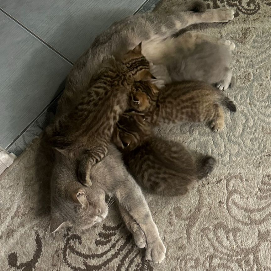 Кормящая кошка бесплатно