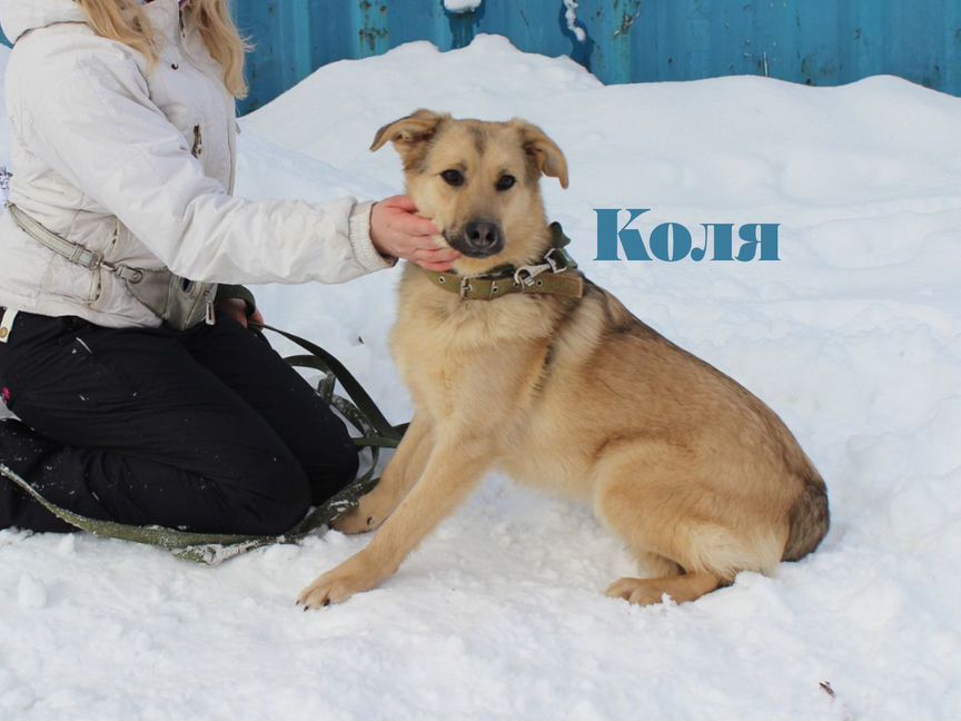 Щенок Коля ждет родителей