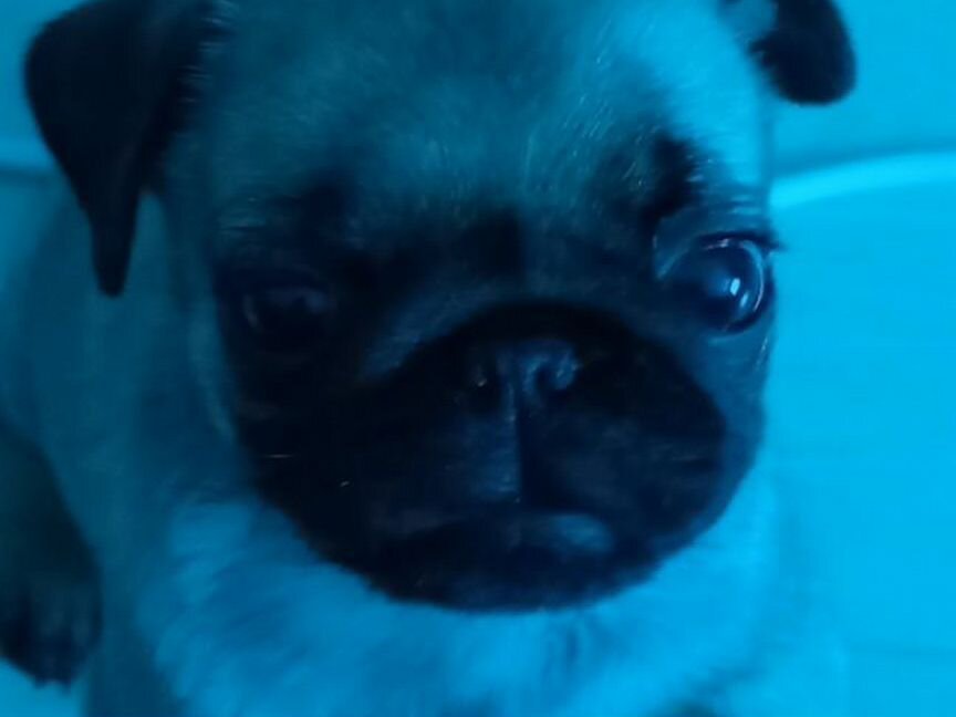 Щенки мопса мальчик