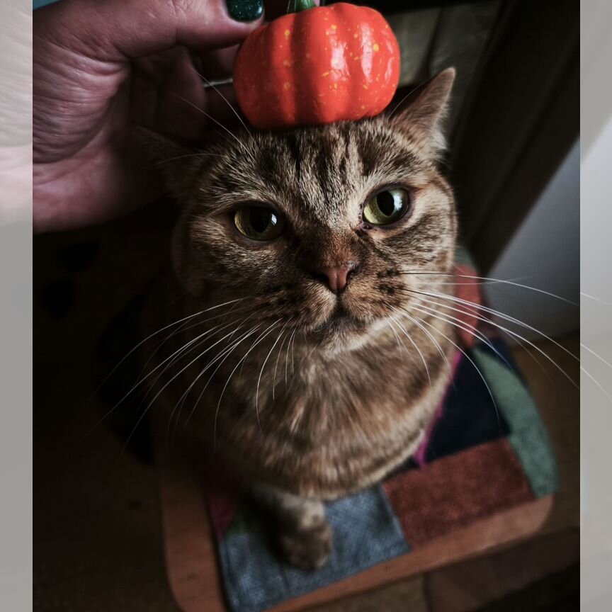 Британская короткошёрстная кошка, взрослая