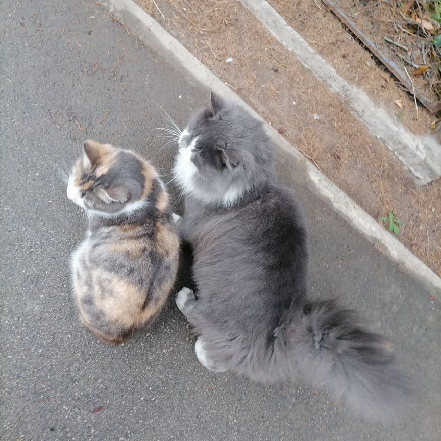 Кошка и коты