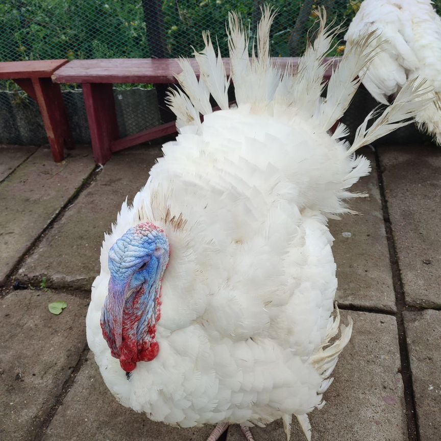 Индюки на мясо