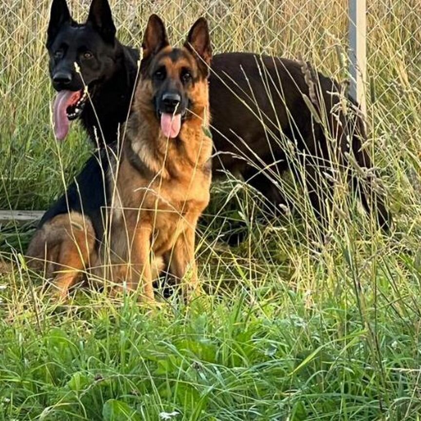 Щенки в рассрочку