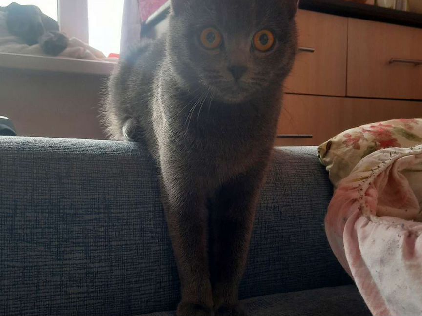 Полу британка