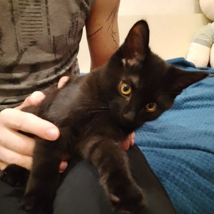 Отдам котенка в добрые руки