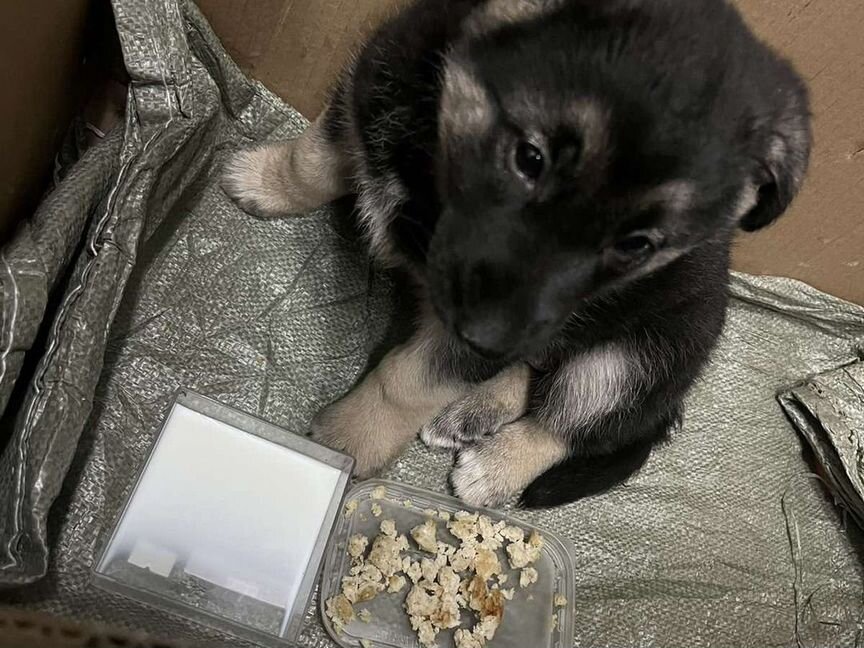 Забавная, игривая девочка в добрые руки