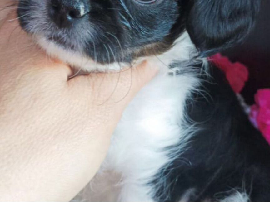 Кавалер кинг чарльз спаниель