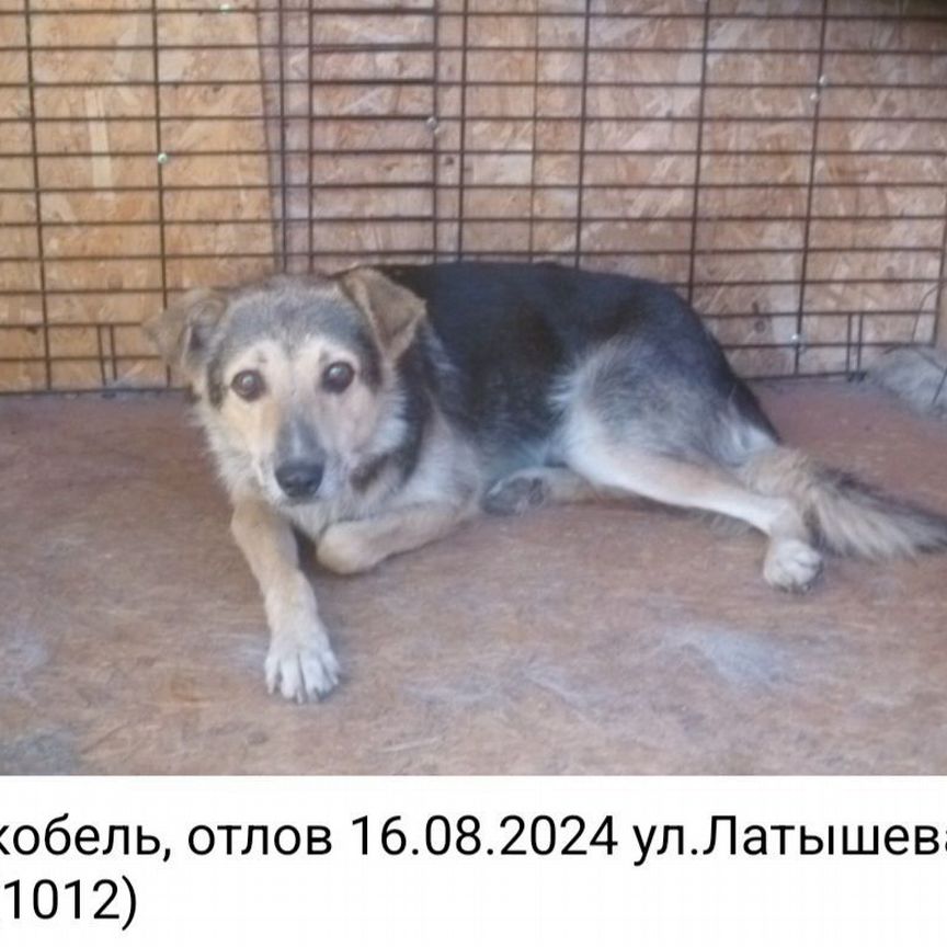 Собака в добрые руки