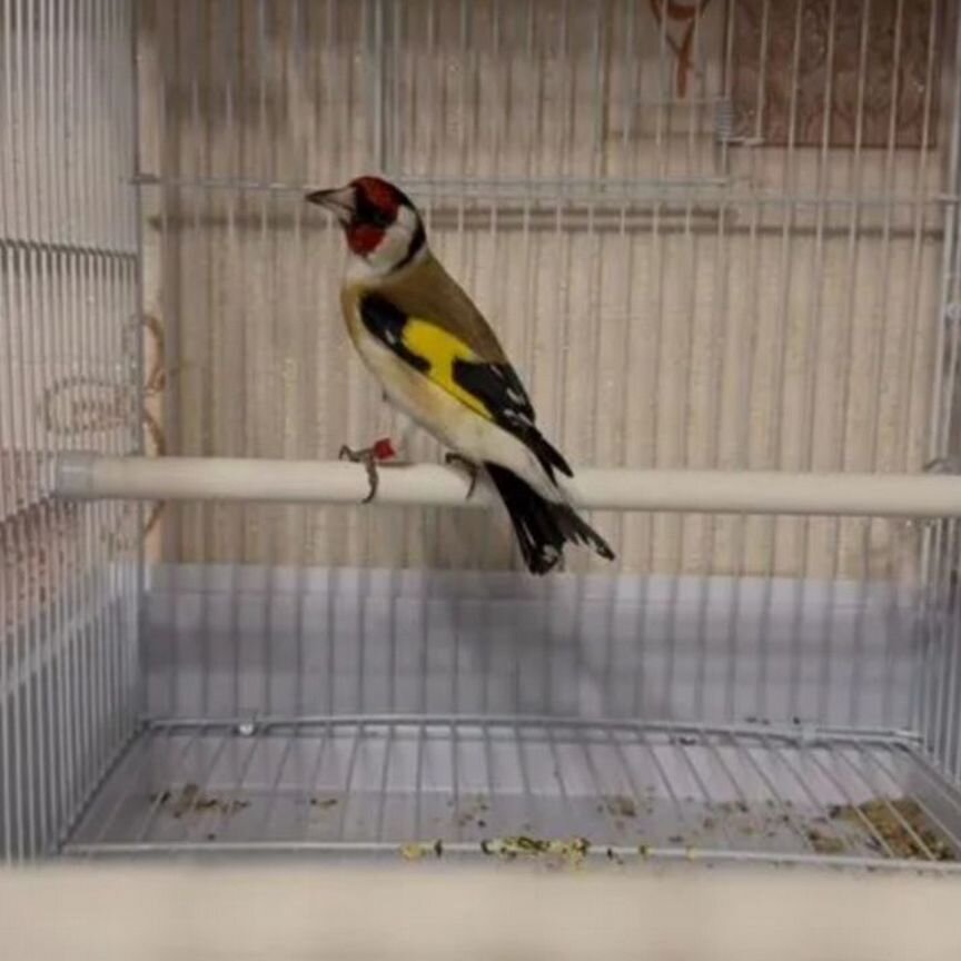 Щегол с клеткой