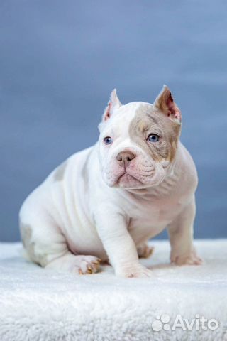 Американский булли микро мальчик