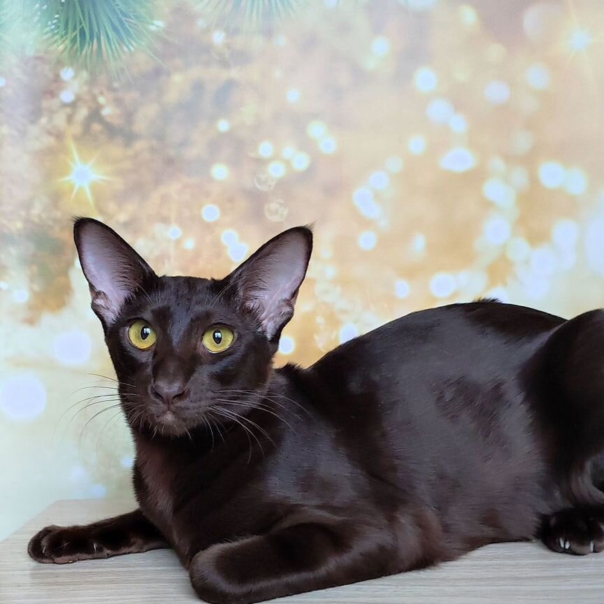 Таис в добрые руки