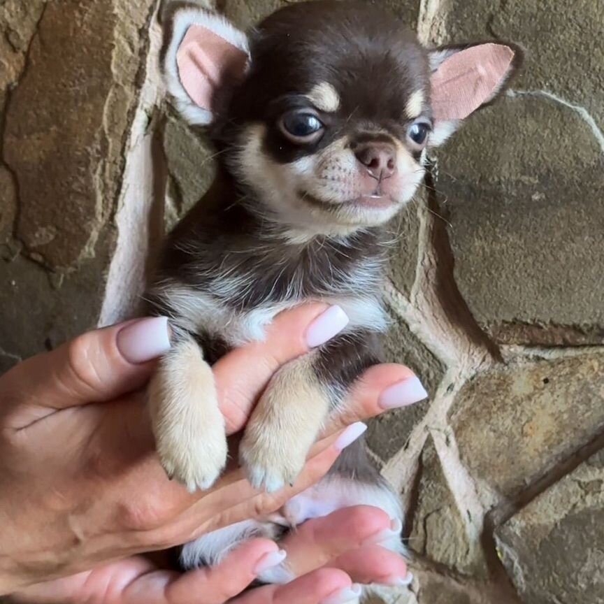 Чихуахуа - малыши Фабулоус Стар