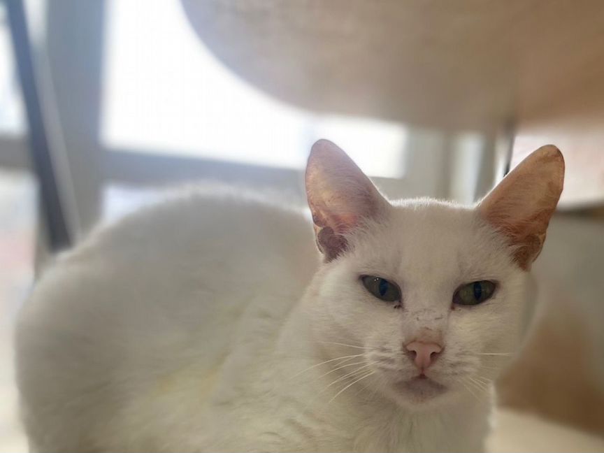 Амелия - глухая кошечка, стерилизована