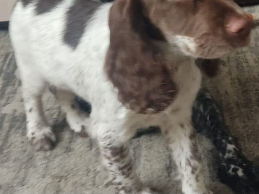 Русский спаниель