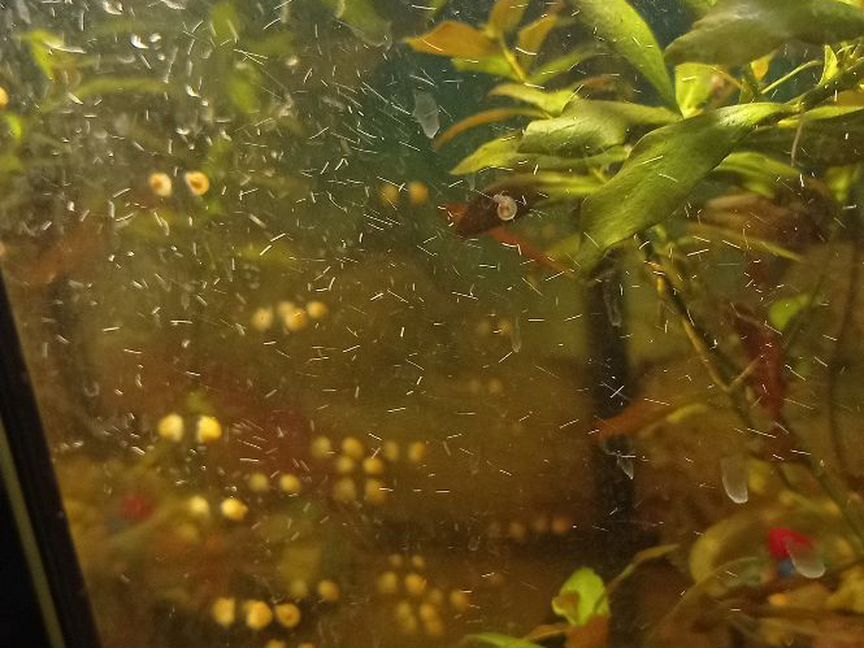 Улиточки ампулярии малыши