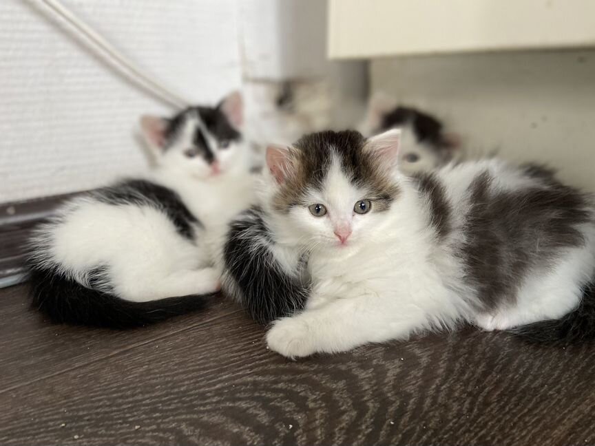 Котята в добрые руки приучены к лотку