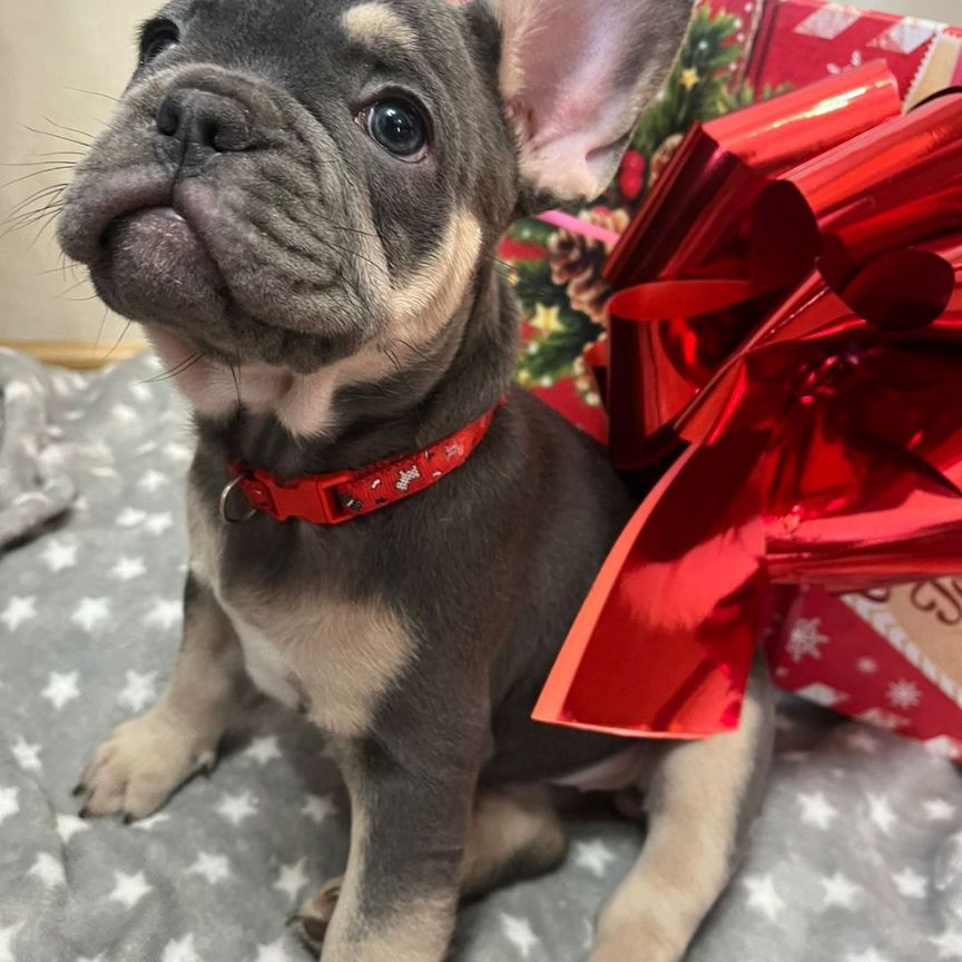 Французский бульдог голубой подпал