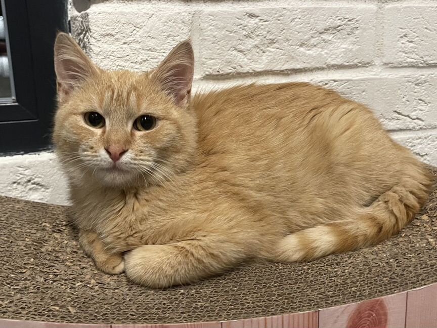 Котик в добрые руки