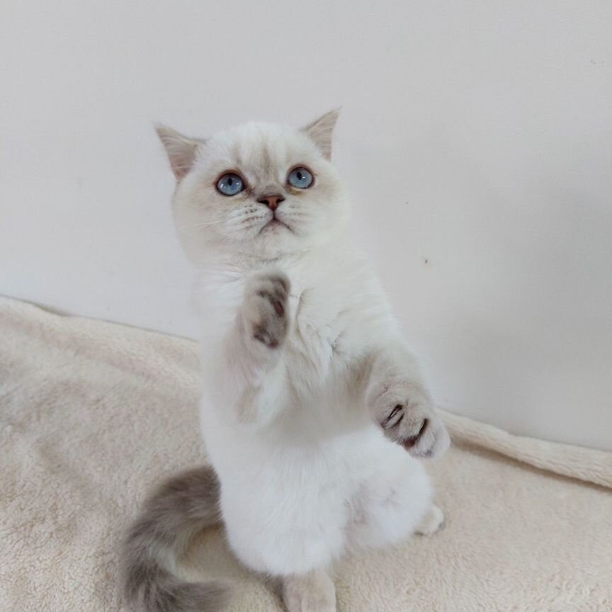 Британские котята blue-pоint