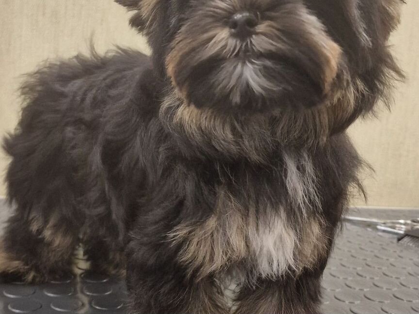 Девочка цветного йорка