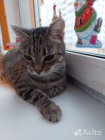 Старая никому не нужная кошка