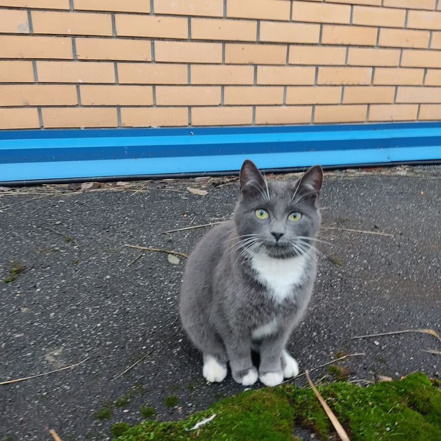 Котейка ищет дом