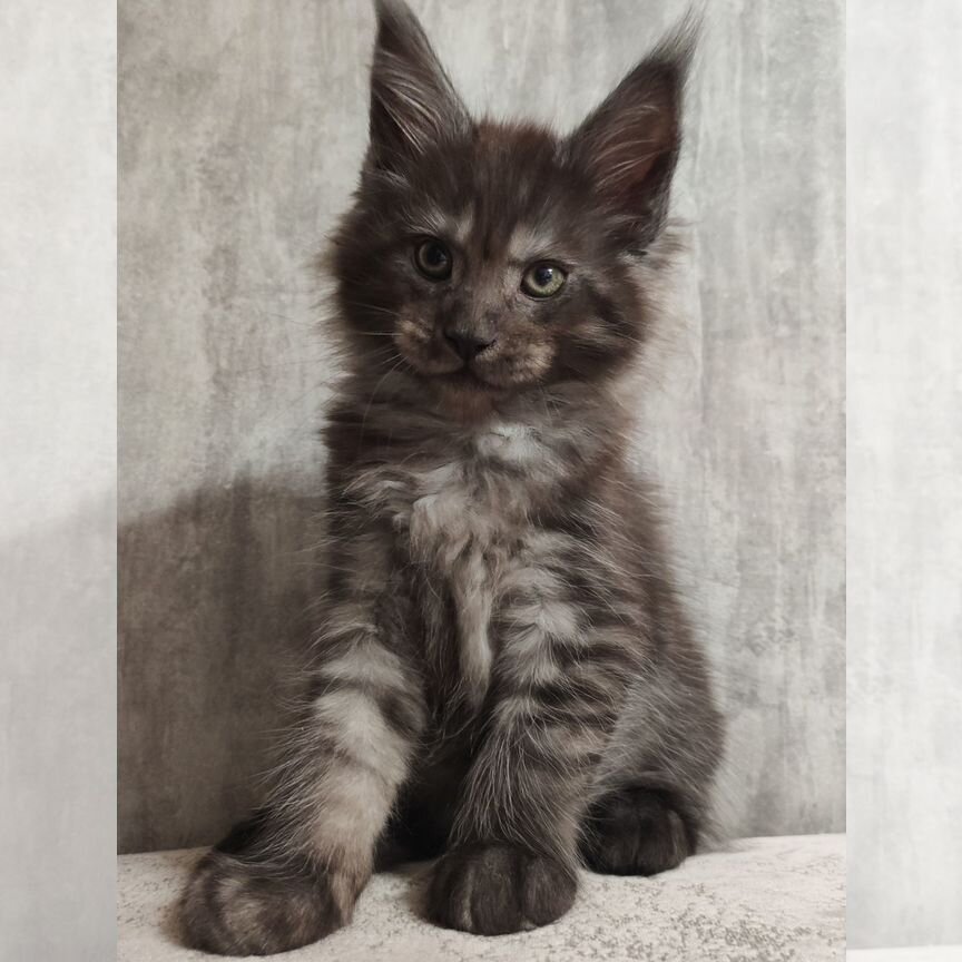 Котёнок мейн-кун черный дым