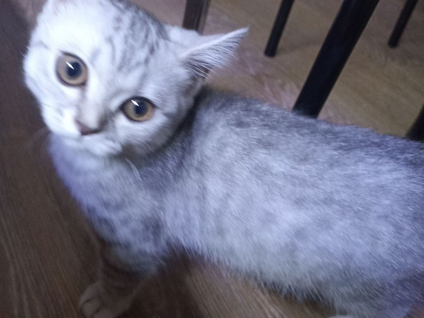 Шотландец прямоухий котёнок