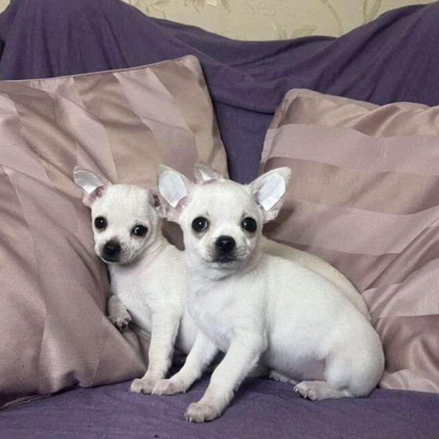 Щенки чихуахуа