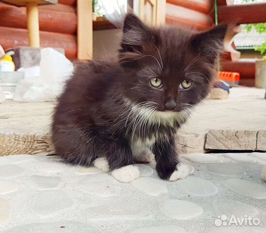 Котята милые пушистые