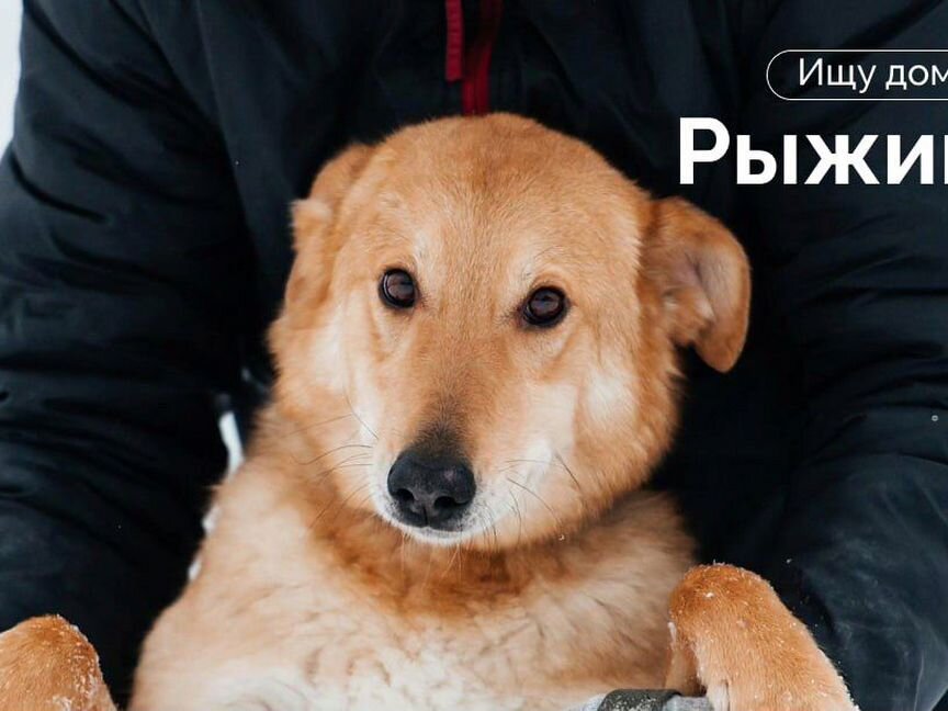Собака в добрые руки отдам бесплатно