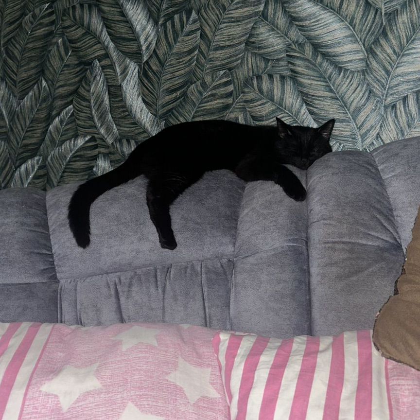 Кот