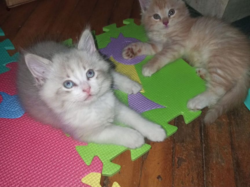 Котята бесплатно