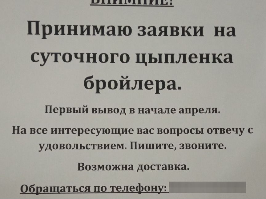 Бройлерные суточные цыплята