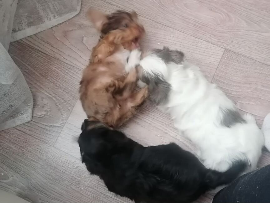 Щенки цветного йорка