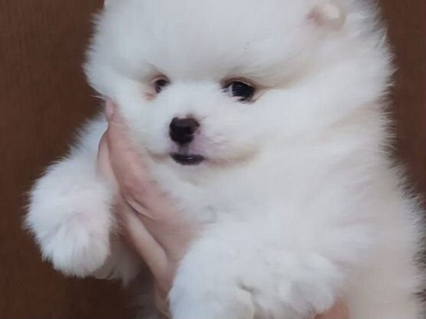 Померанский шпиц мини щенок