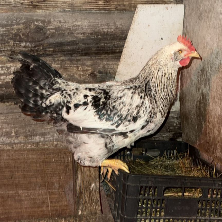 Петухи молодые