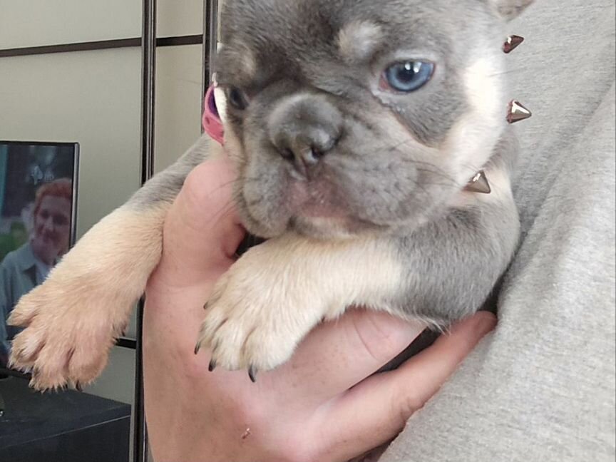 Французский бульдог Лиловые детки