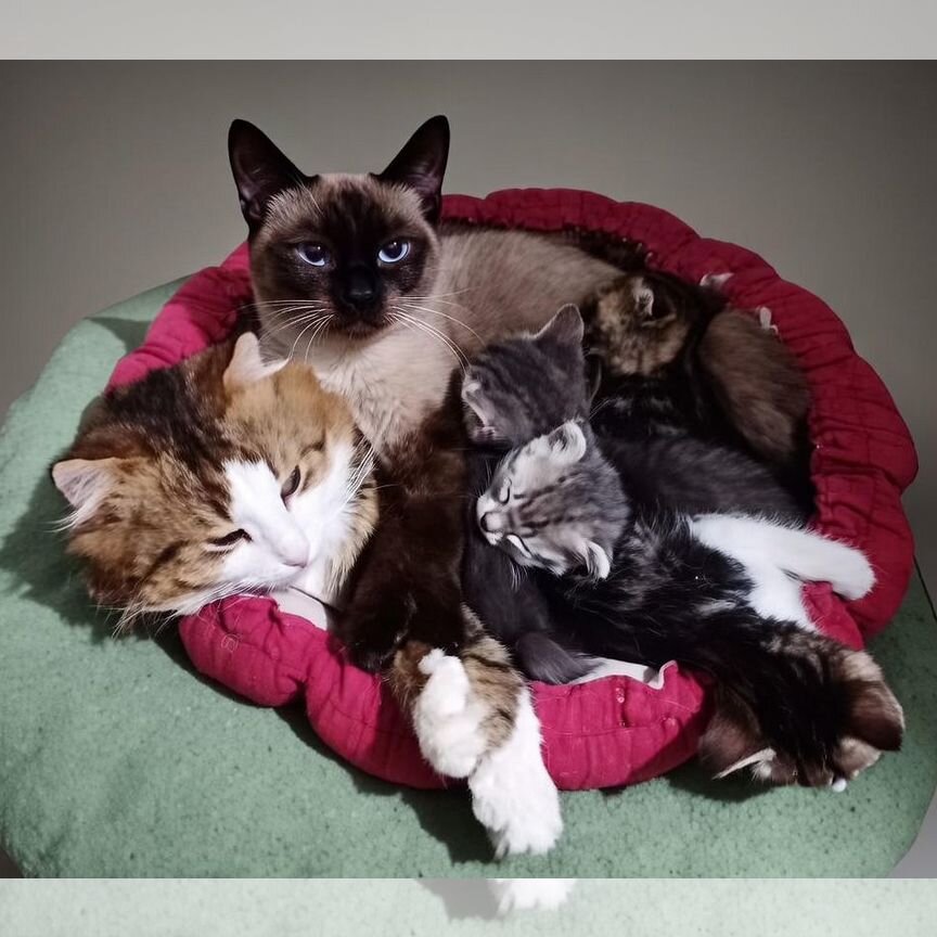 Шотландский вислоухий длинношёрстный котёнок