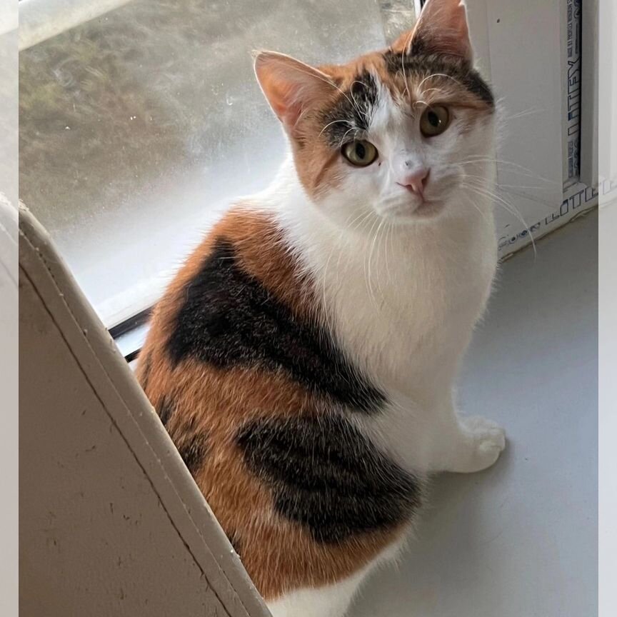 Молоденькая кошка Мона
