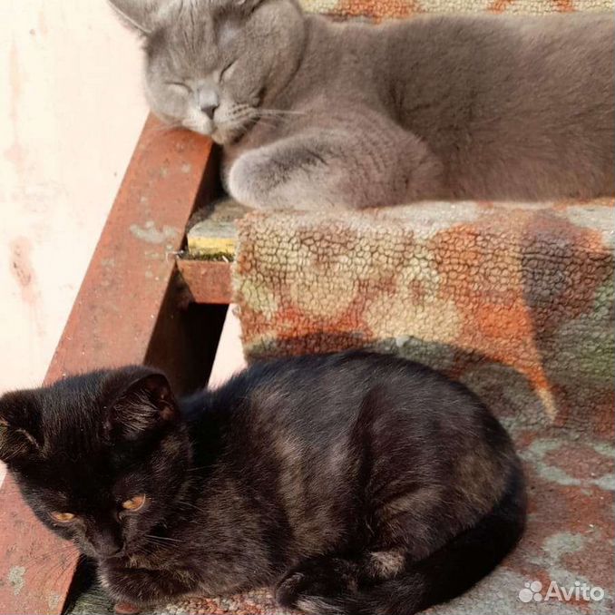 Котенок британская трехцветная девочка