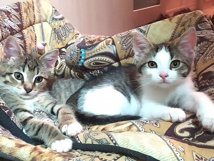 Котята в добрые руки
