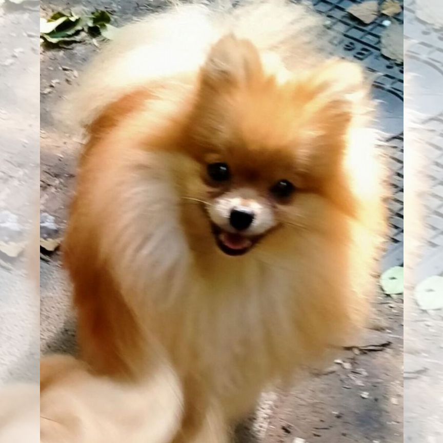 Шпиц девица пристраивается