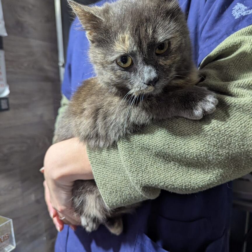 Молоденькая кошечка ищет дом