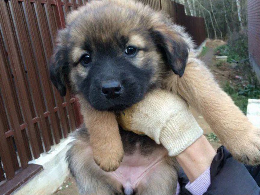 Алабай + кавказец