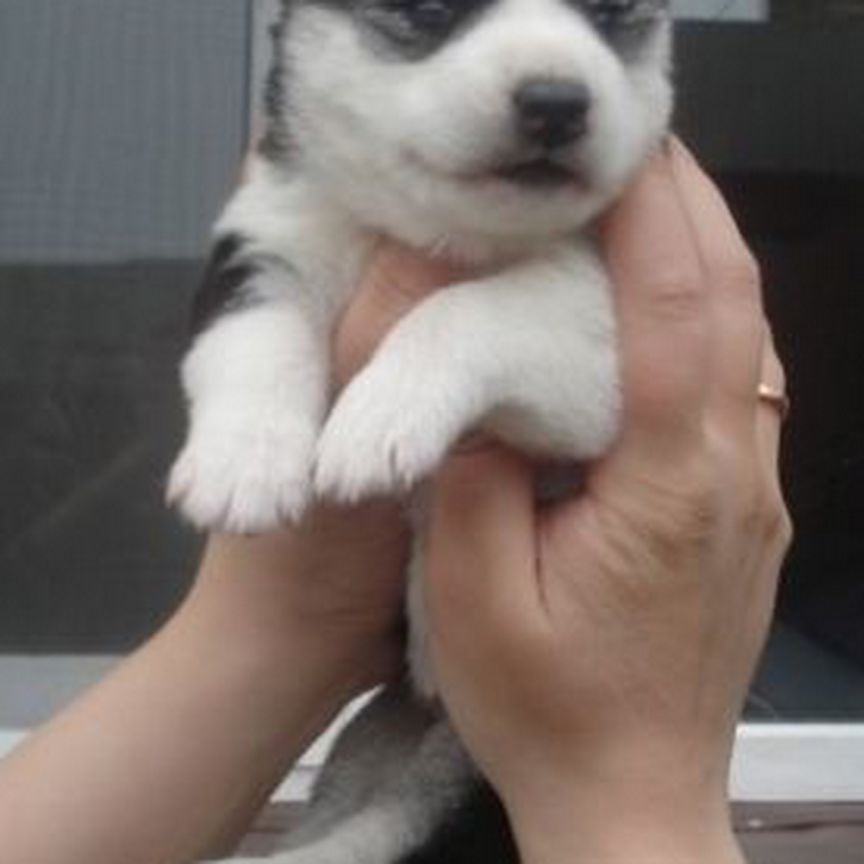 Добротные собачки хаски